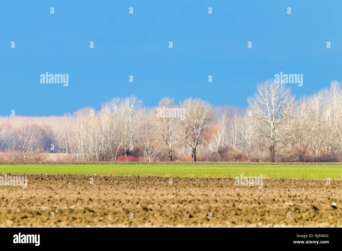 Early spring countryside landscape, Early spring wheat in a field Stock ...