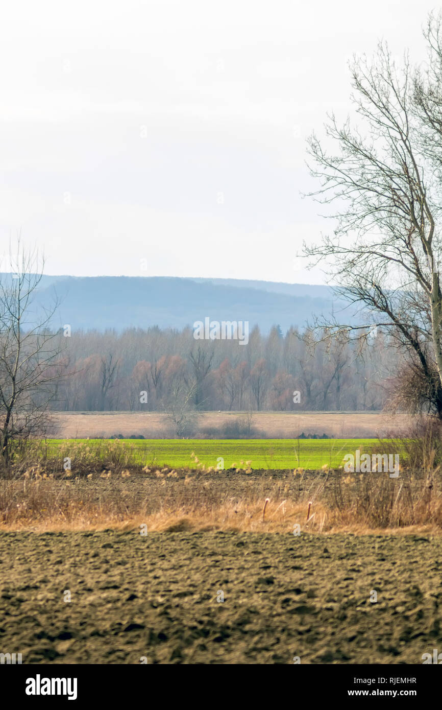 Early spring countryside landscape, Early spring wheat in a field Stock ...