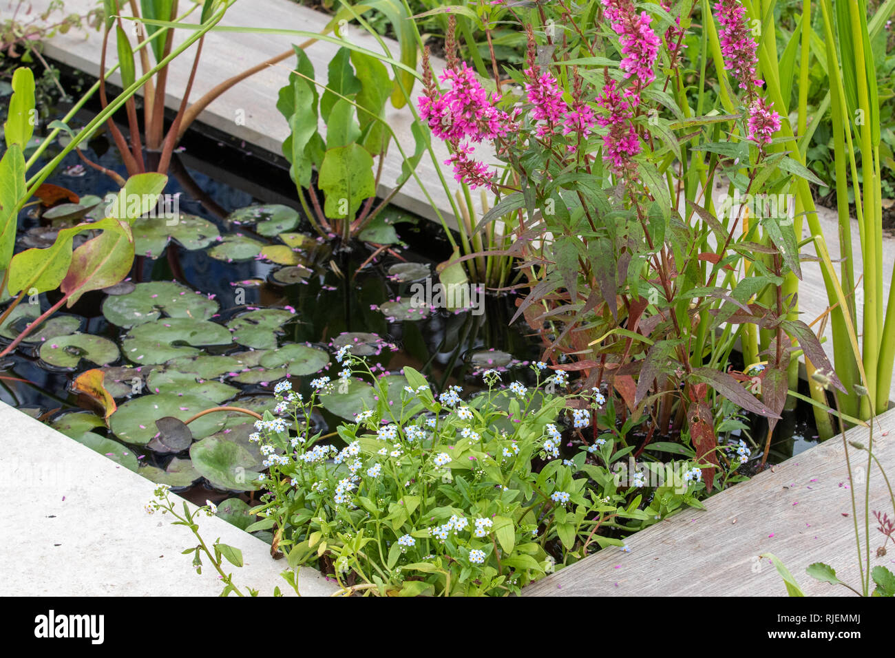 A beautiful small Garden pond Stock Photo - Alamy