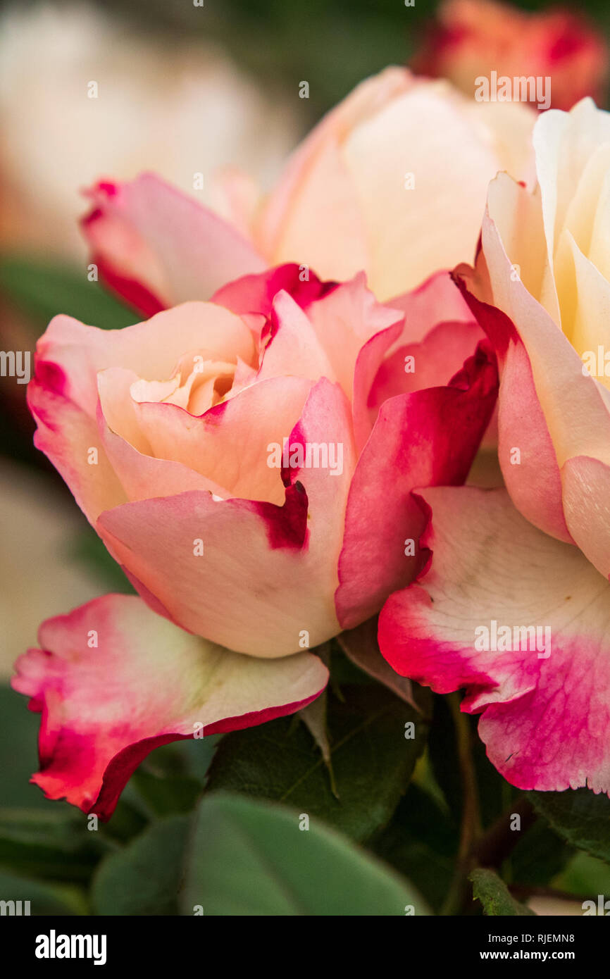 Beautiful rose in full flower Stock Photo - Alamy