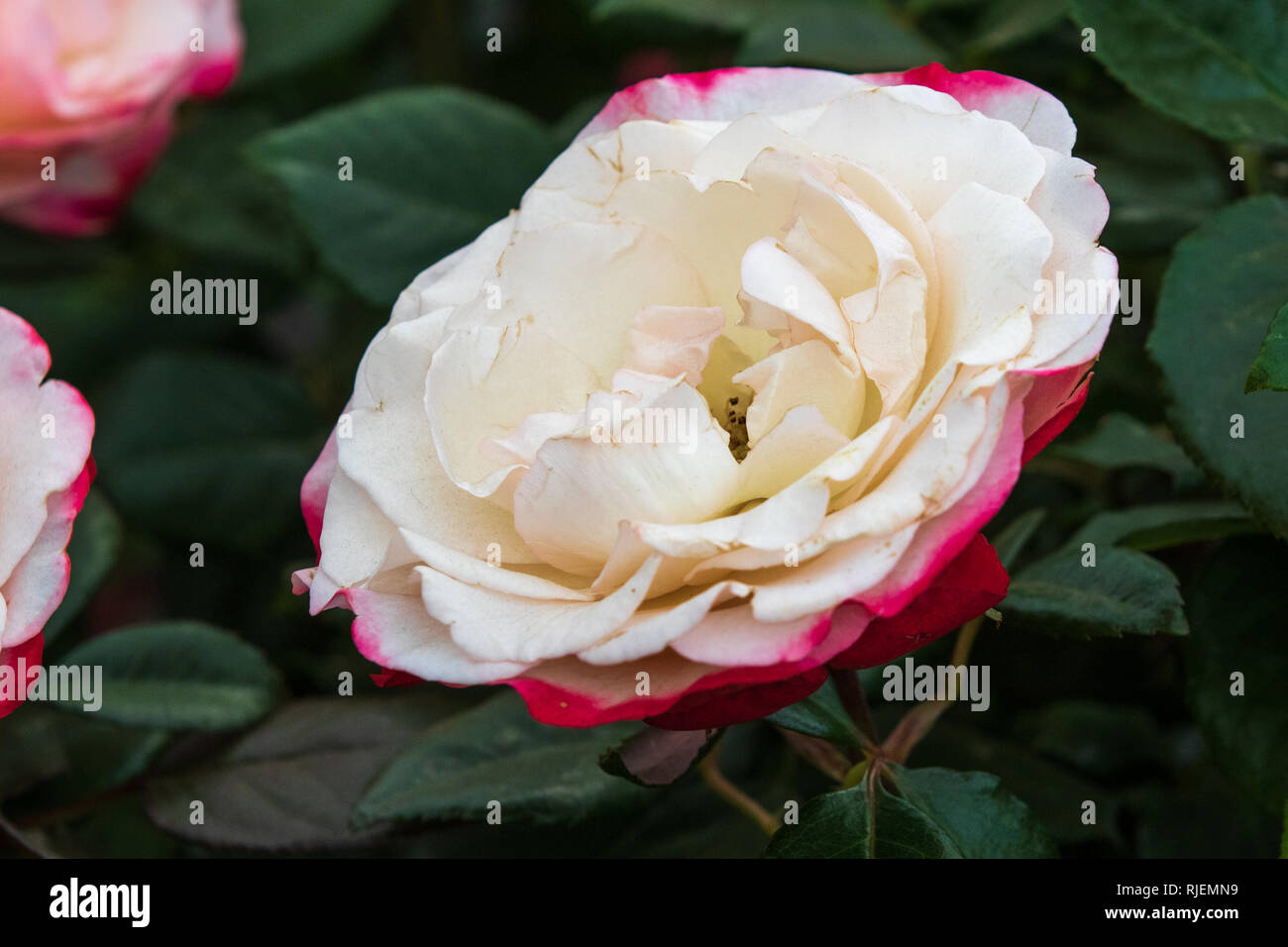 Beautiful rose in full flower Stock Photo - Alamy