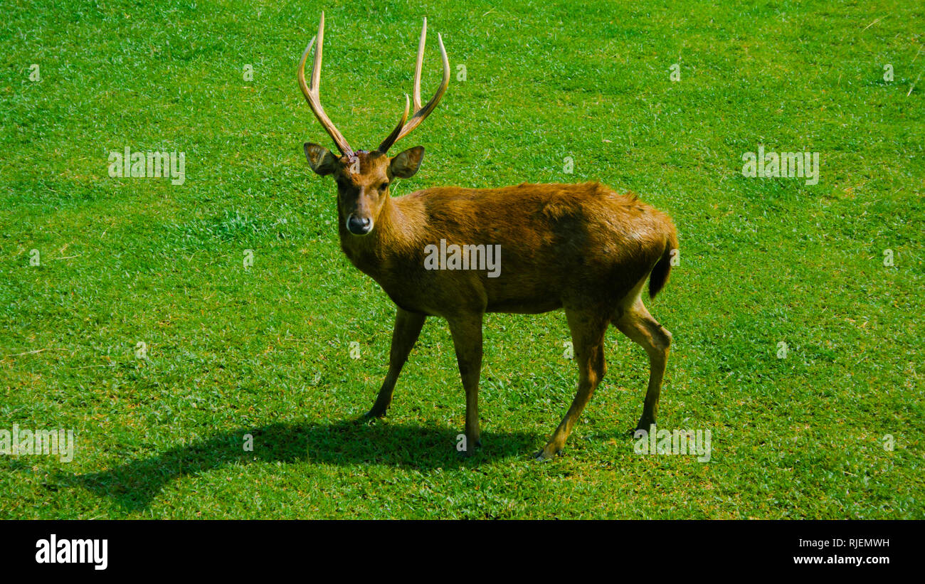 Deer in the jungle and forest Stock Photo - Alamy