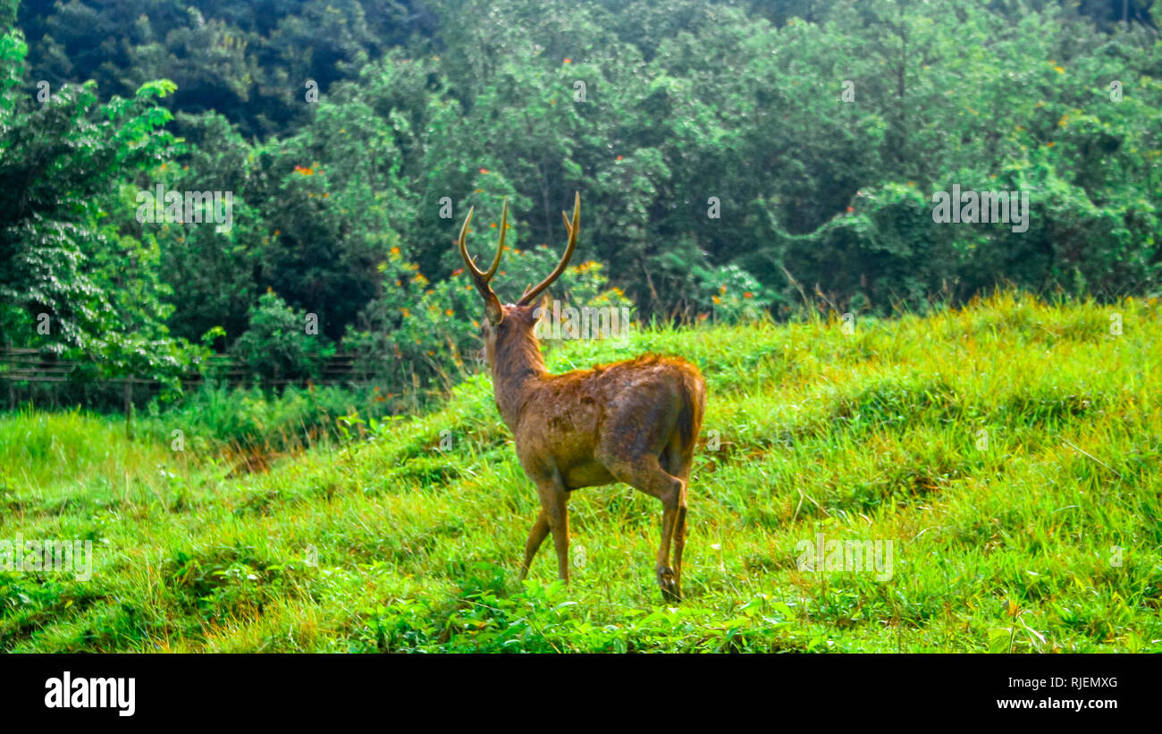 Deer in the jungle and forest Stock Photo - Alamy