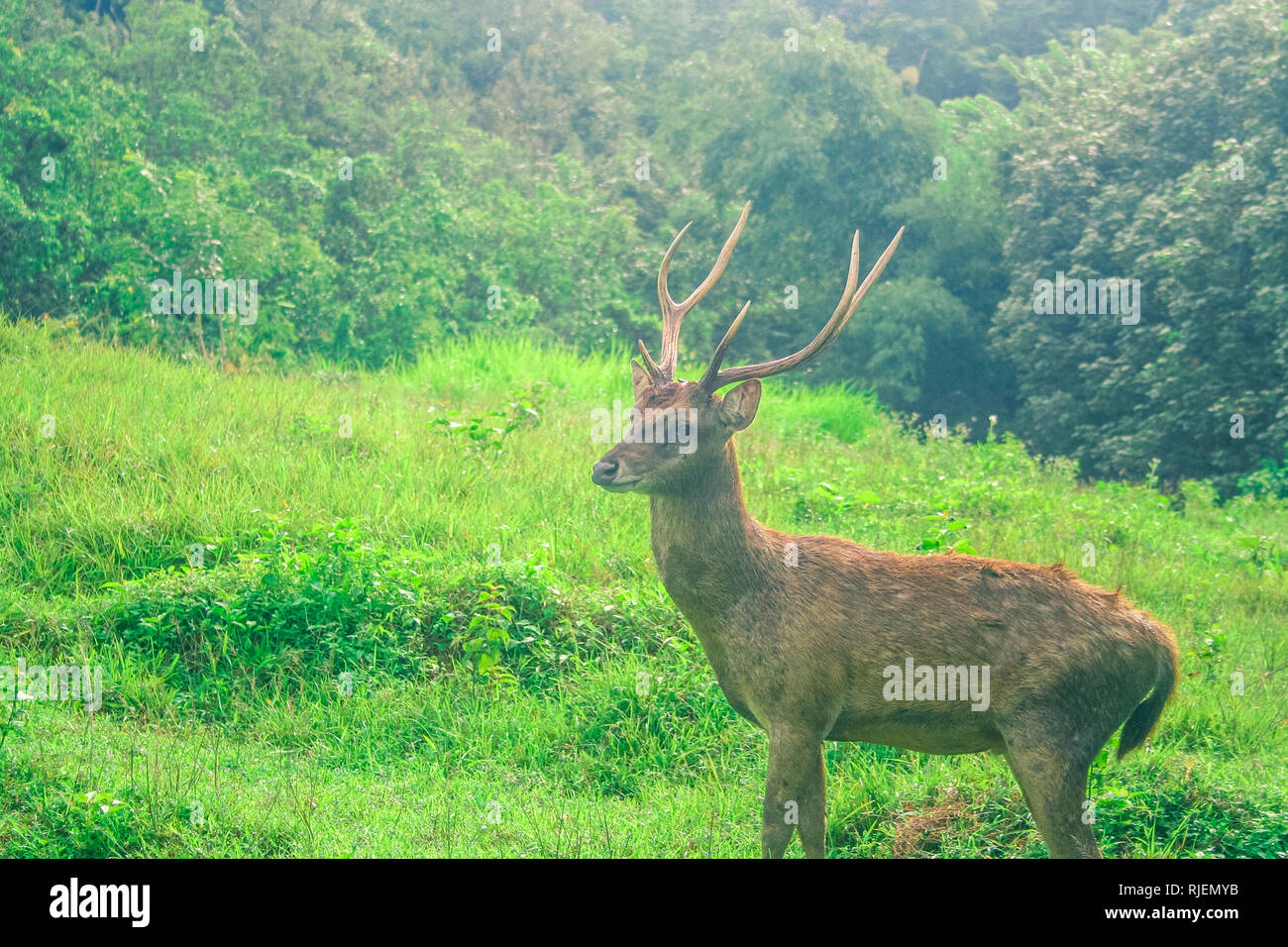 Deer in the jungle hi-res stock photography and images - Alamy