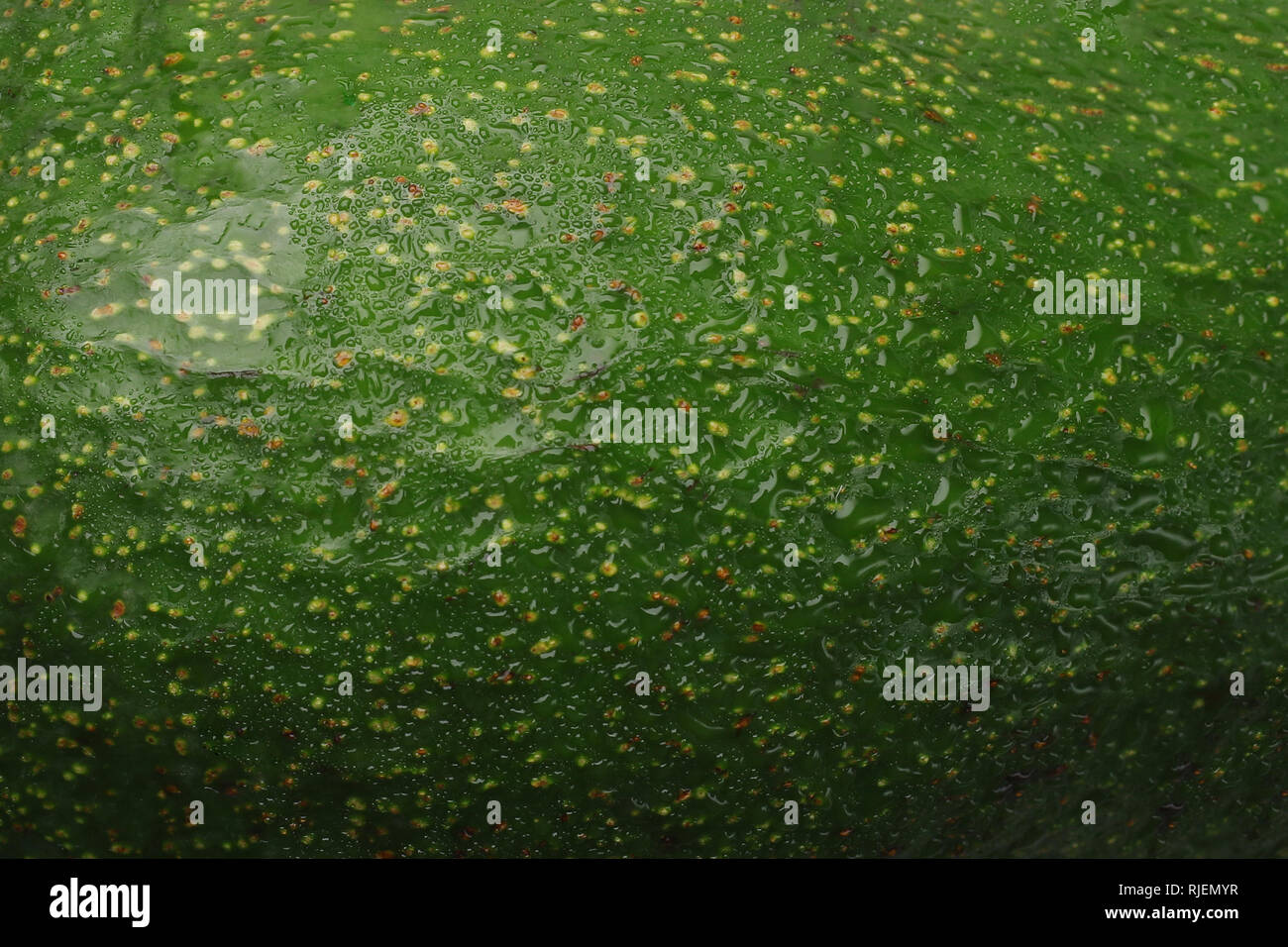 Green avocado peel skin close up macro image background Stock Photo - Alamy
