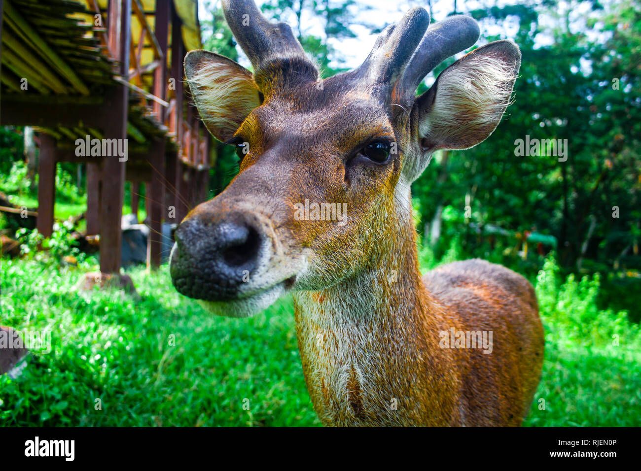 Deer face hi-res stock photography and images - Alamy