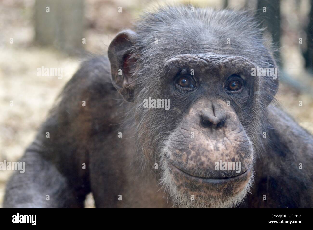 Zoo photos animals hi-res stock photography and images - Alamy