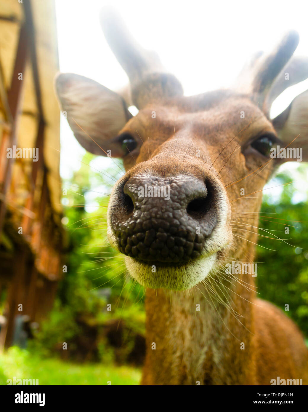 Close up deer hi-res stock photography and images - Alamy