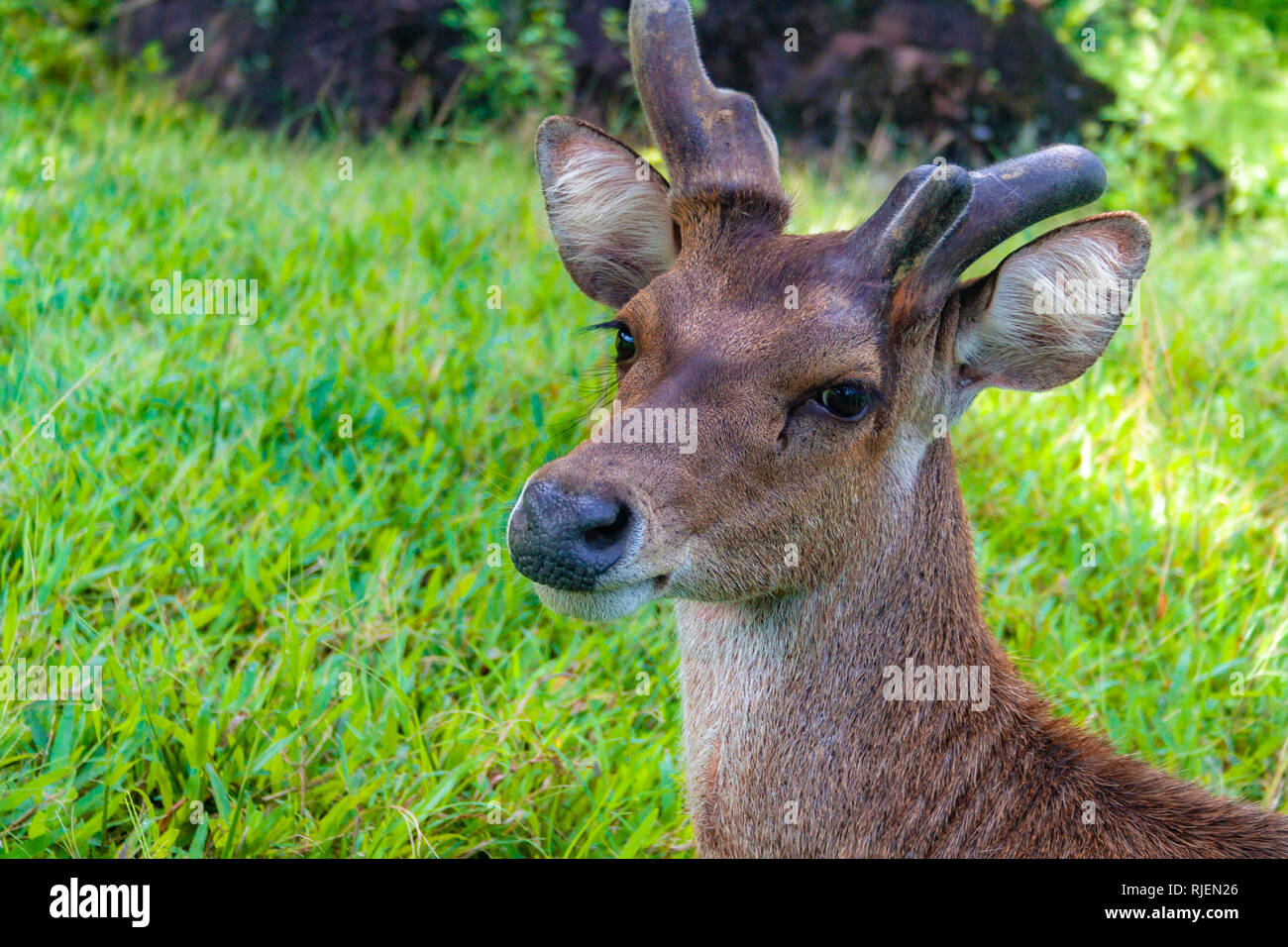 Jungle animal cute mammal deer hi-res stock photography and images - Alamy