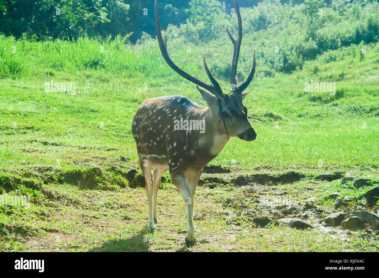 Deer in the jungle hi-res stock photography and images - Alamy