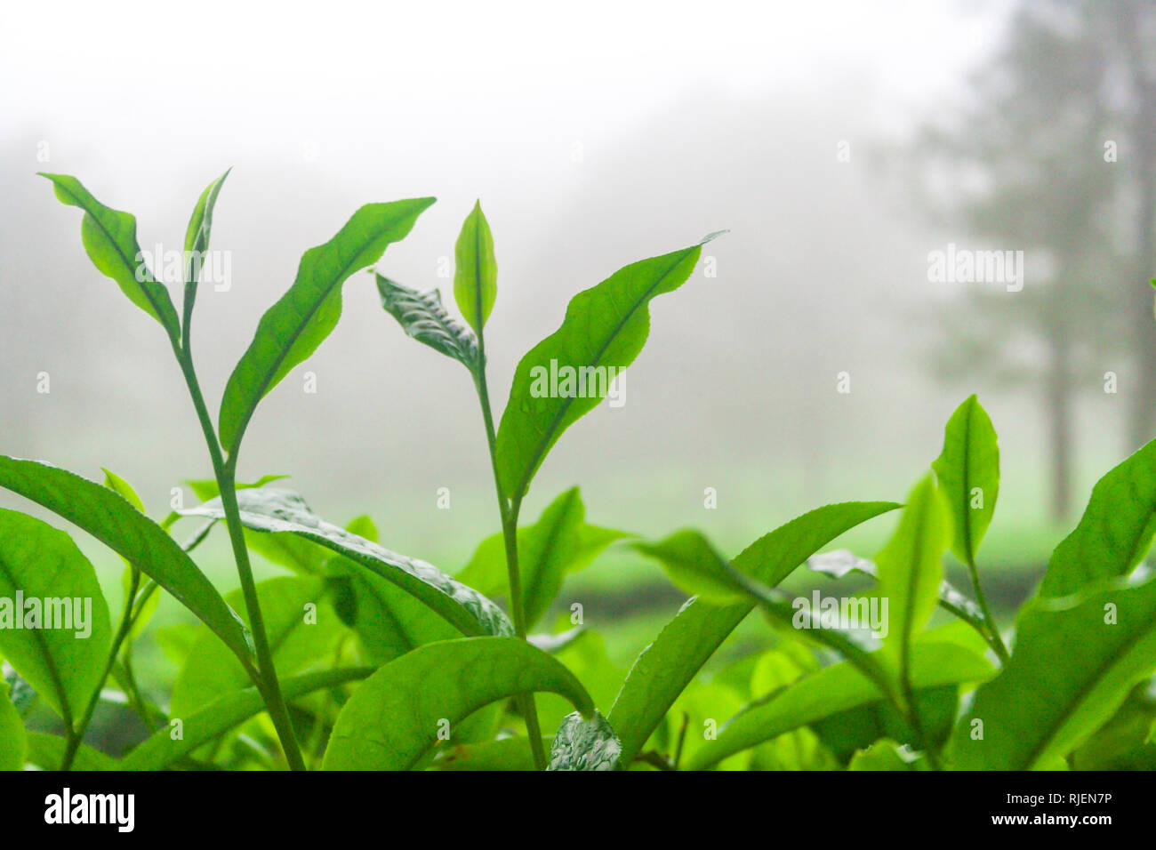 Green tea leaf hi-res stock photography and images - Alamy