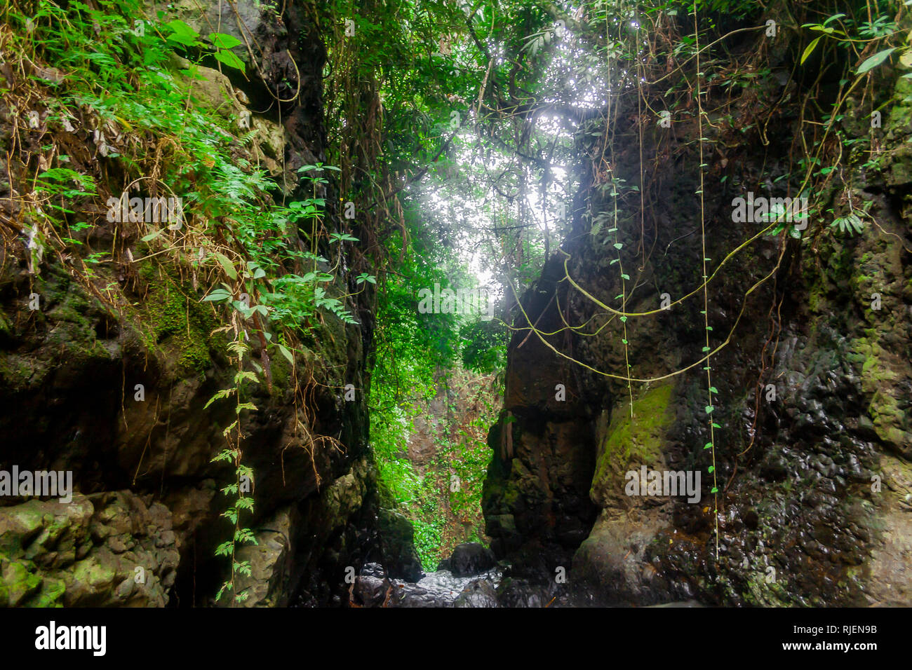 Beautiful Cliff in The Jungle Stock Photo - Alamy