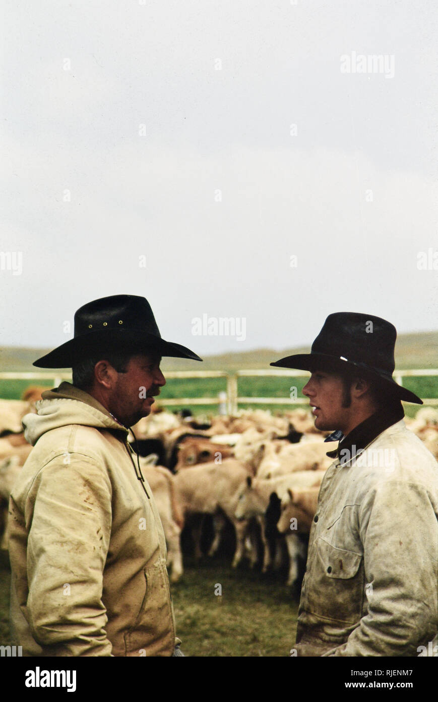 Early 2000s working ranch cowboy hi-res stock photography and images ...