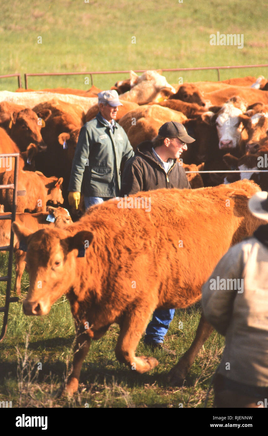 Early 2000s working ranch cowboy hi-res stock photography and images ...