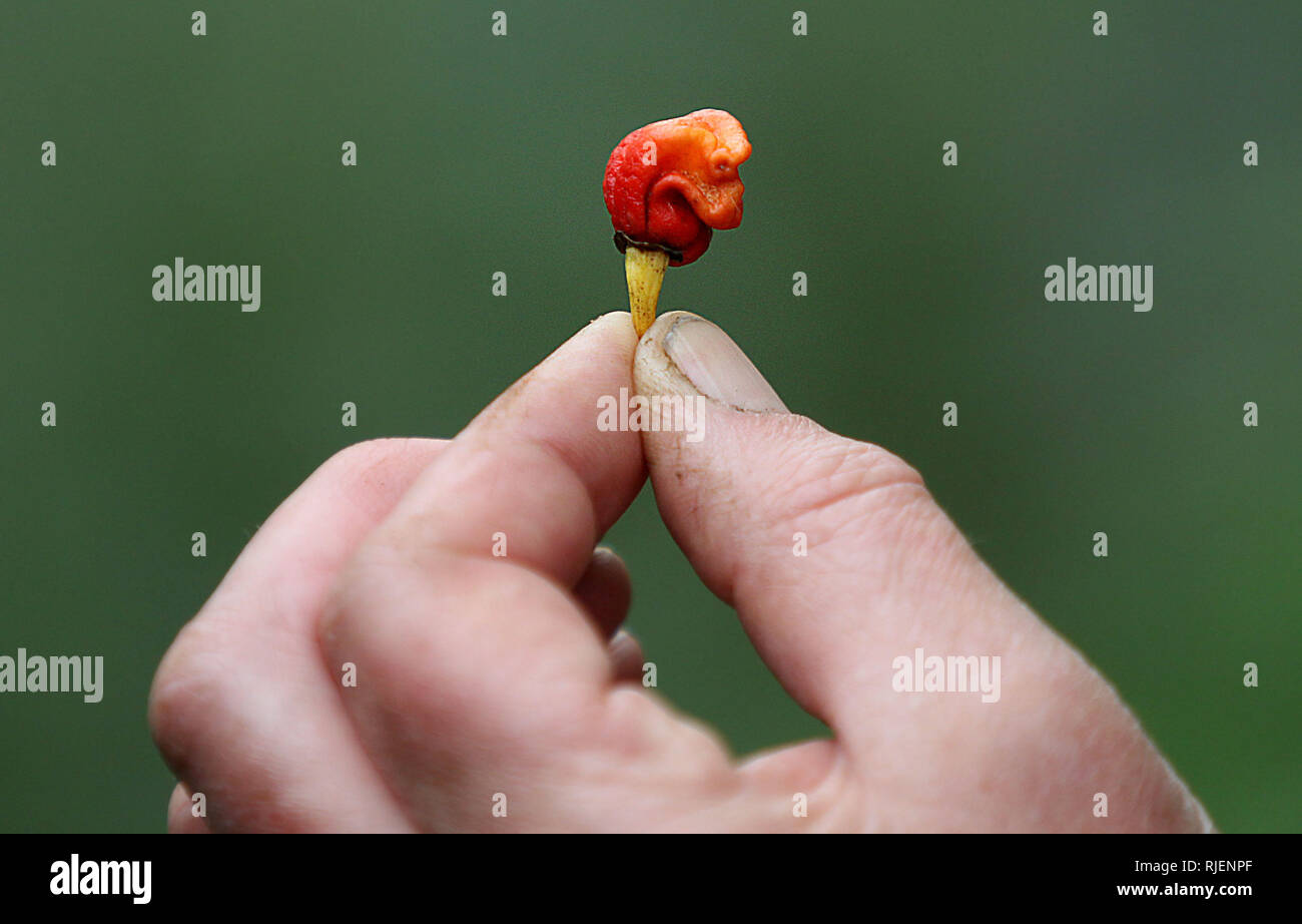 Mike Smith owner of Tom Smith Plants in St Asaph has grown the worlds ...