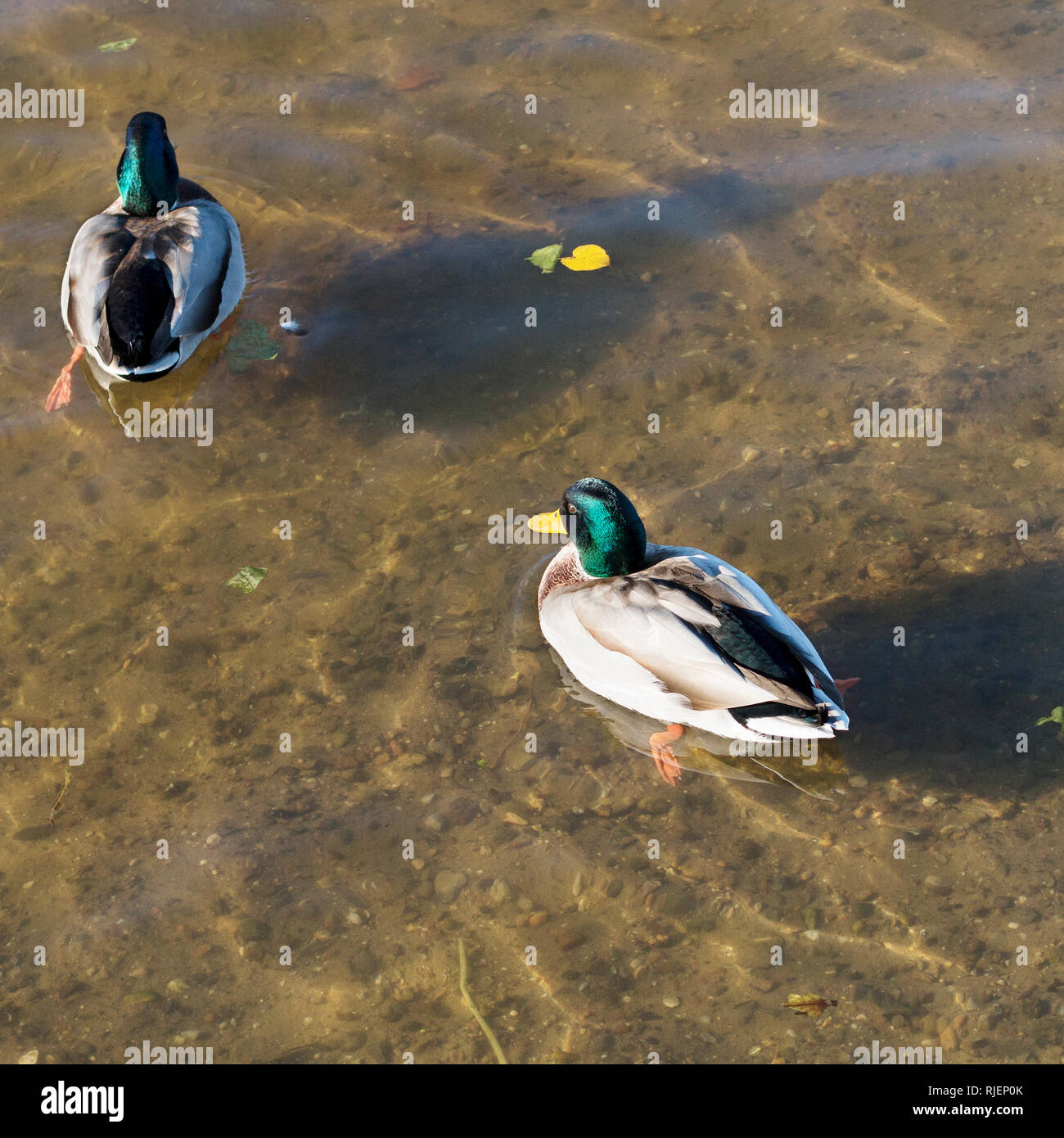 Clear duck hi-res stock photography and images - Alamy