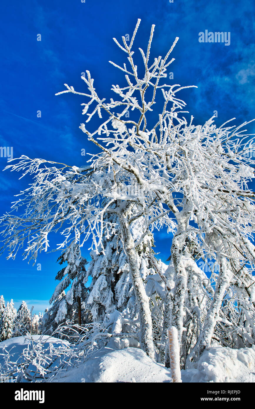 Winter Landscape Snow Mountain Frozen Lake Black Forest Germany Stock ...