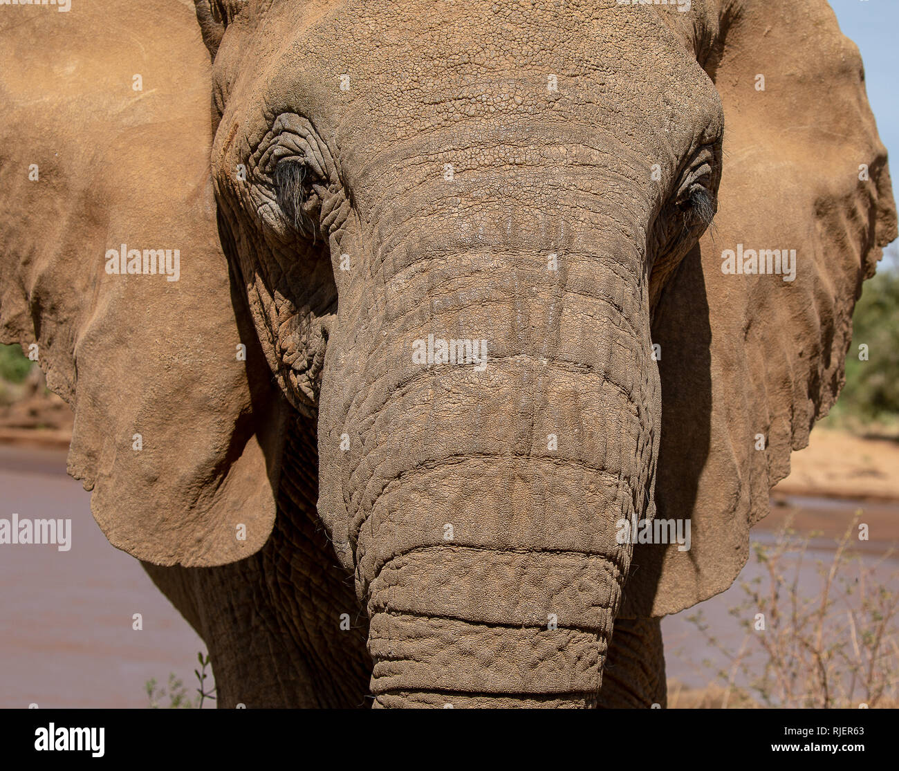 African elephant location hi-res stock photography and images - Alamy