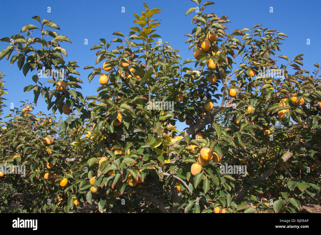 Close-up of the branches of a bright red persimmon tree in early autumn ...