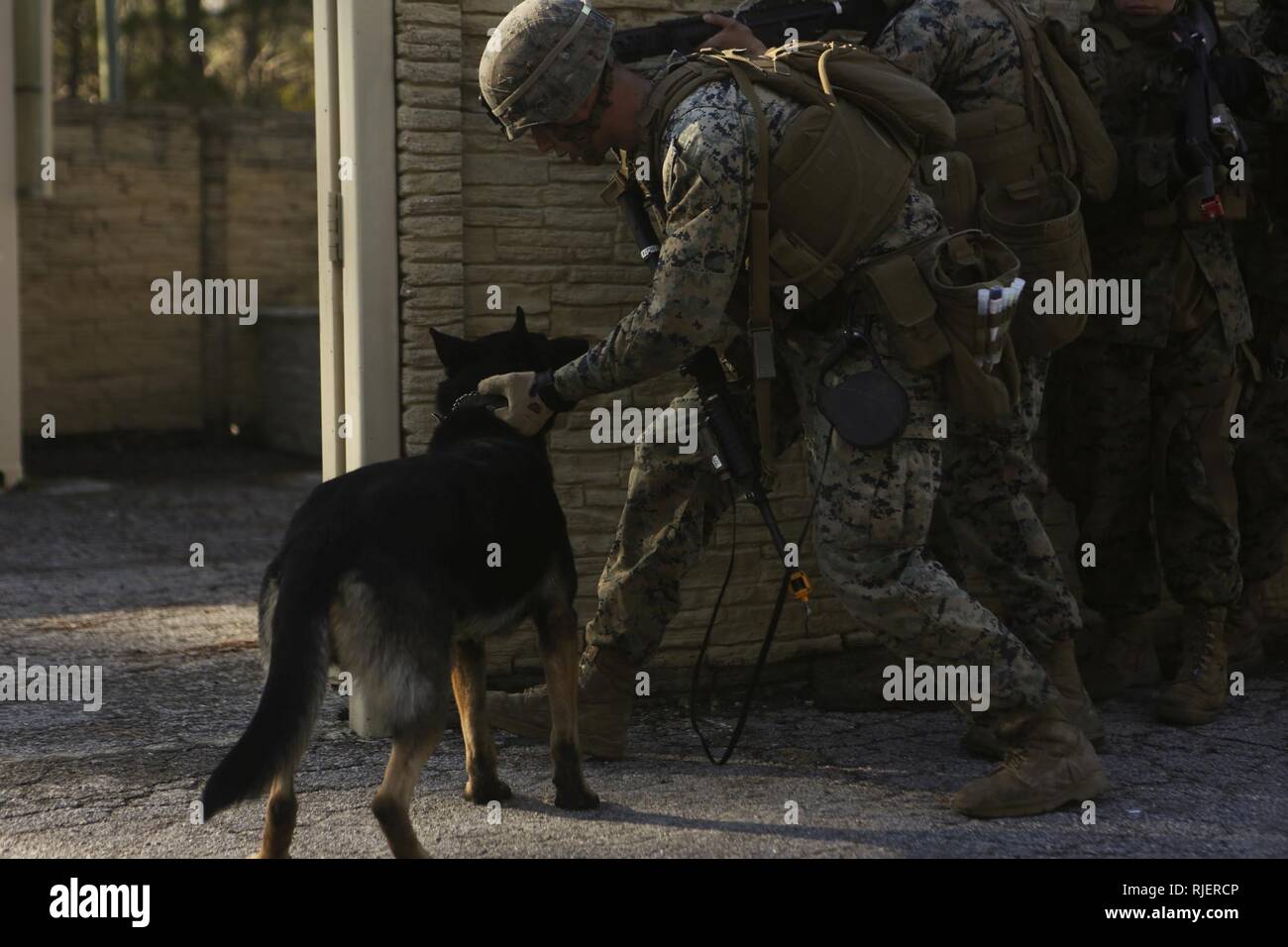 Military working dog handling hi-res stock photography and images - Alamy