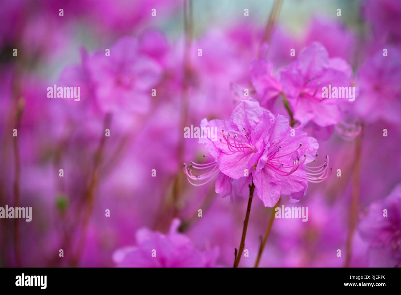 Rhododendron Mucronulatum Korean Rhododendron flower Stock Photo - Alamy