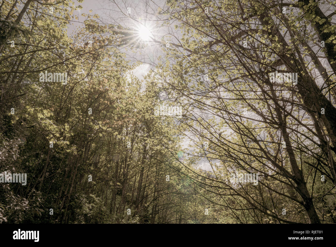 Lens flare and sun through tree canopy of deciduous trees in spring ...