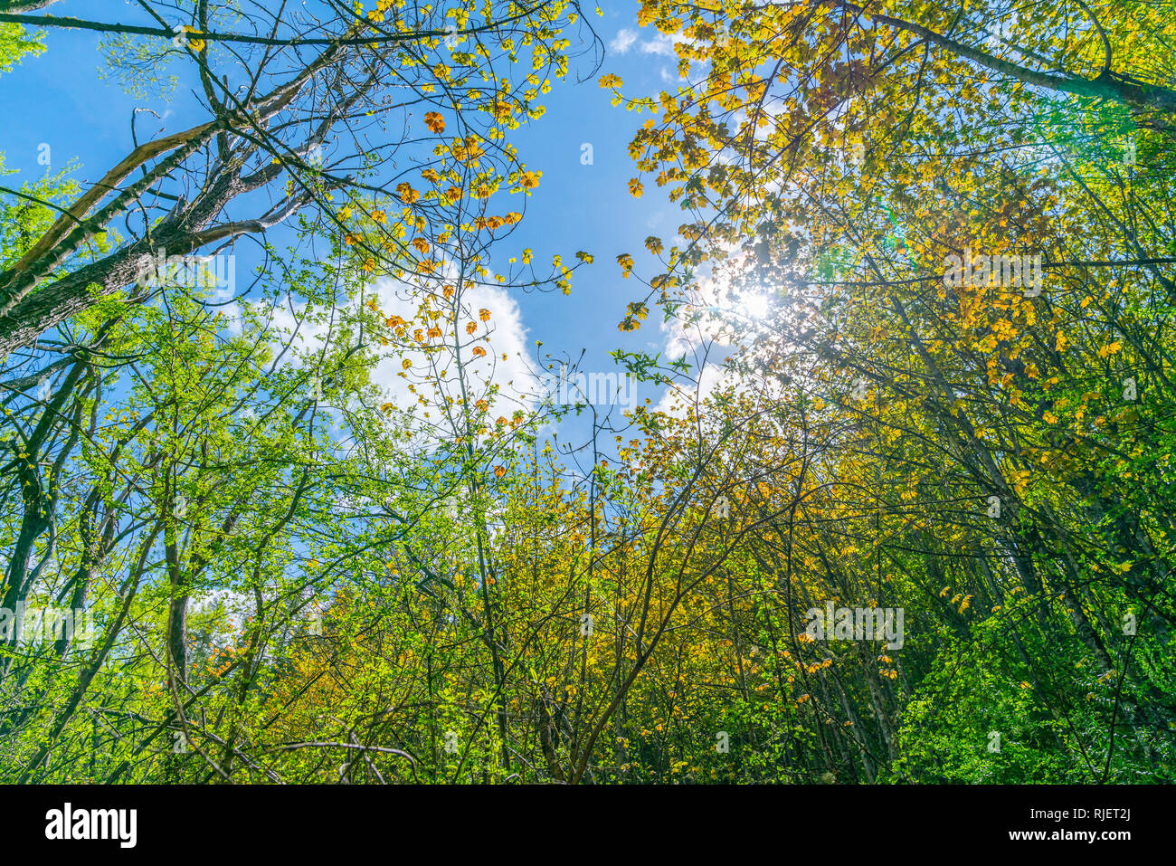 Lens flare and sun through tree canopy of deciduous trees in spring ...