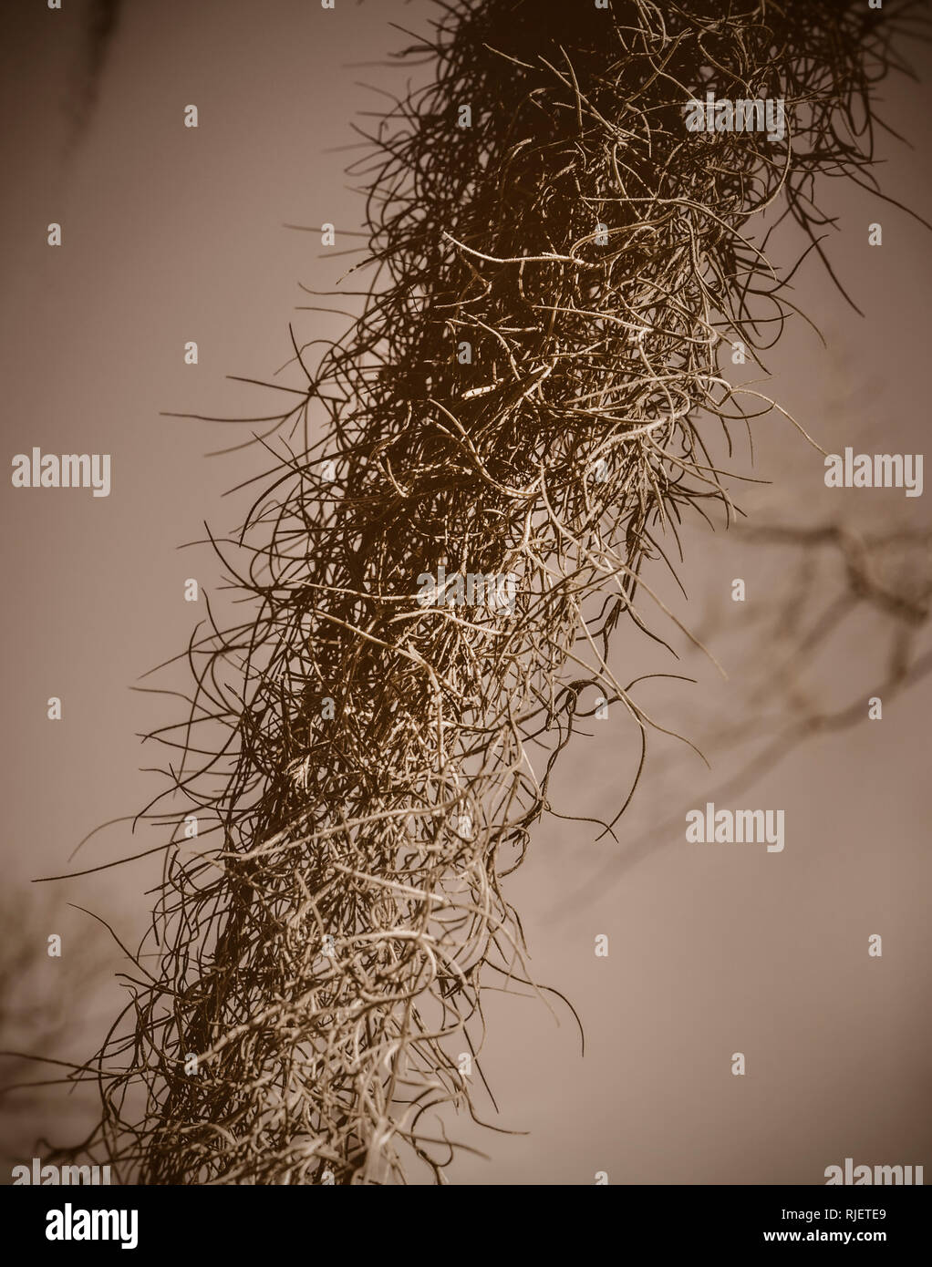 Moss tillandsia usneoides hi-res stock photography and images - Alamy