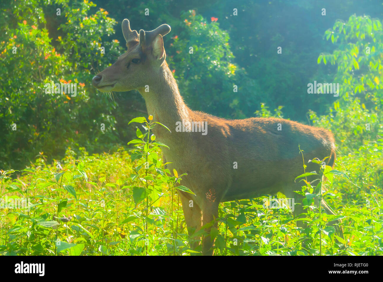 Fresh Looking Deer at the Garden Stock Photo - Alamy