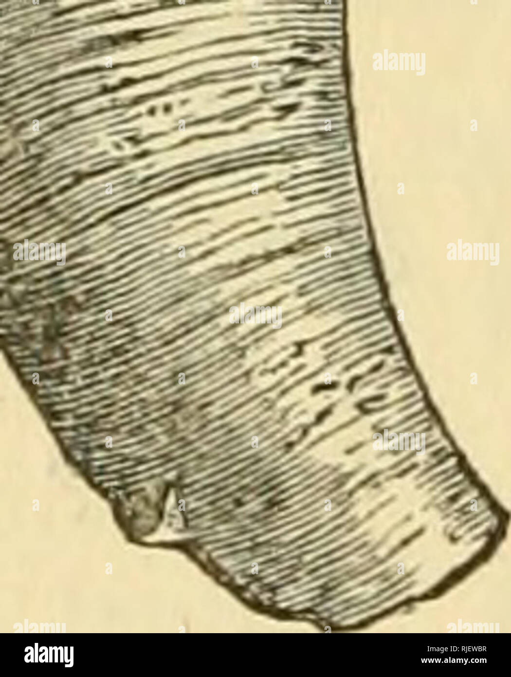 . Catalogues of the Silurian fossils of the island of Anticosti, with ...