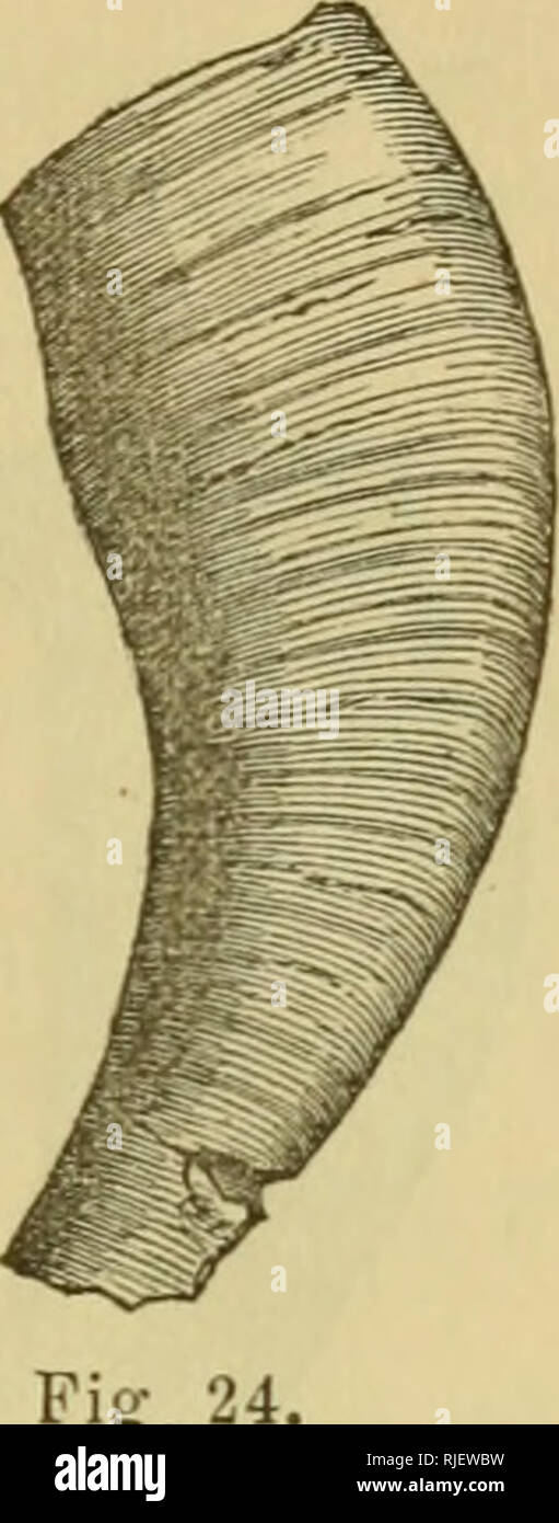 Clitus hi-res stock photography and images - Alamy