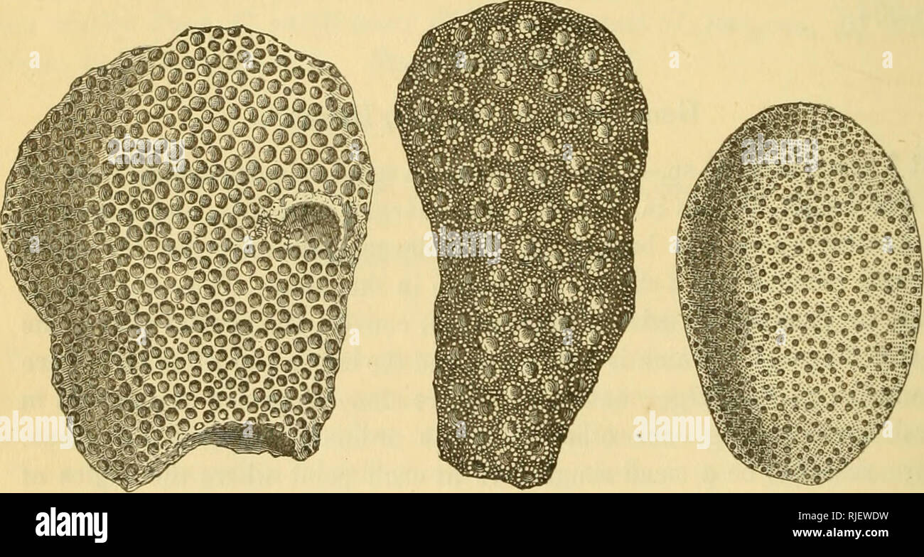 . Catalogues of the Silurian fossils of the island of Anticosti, with ...