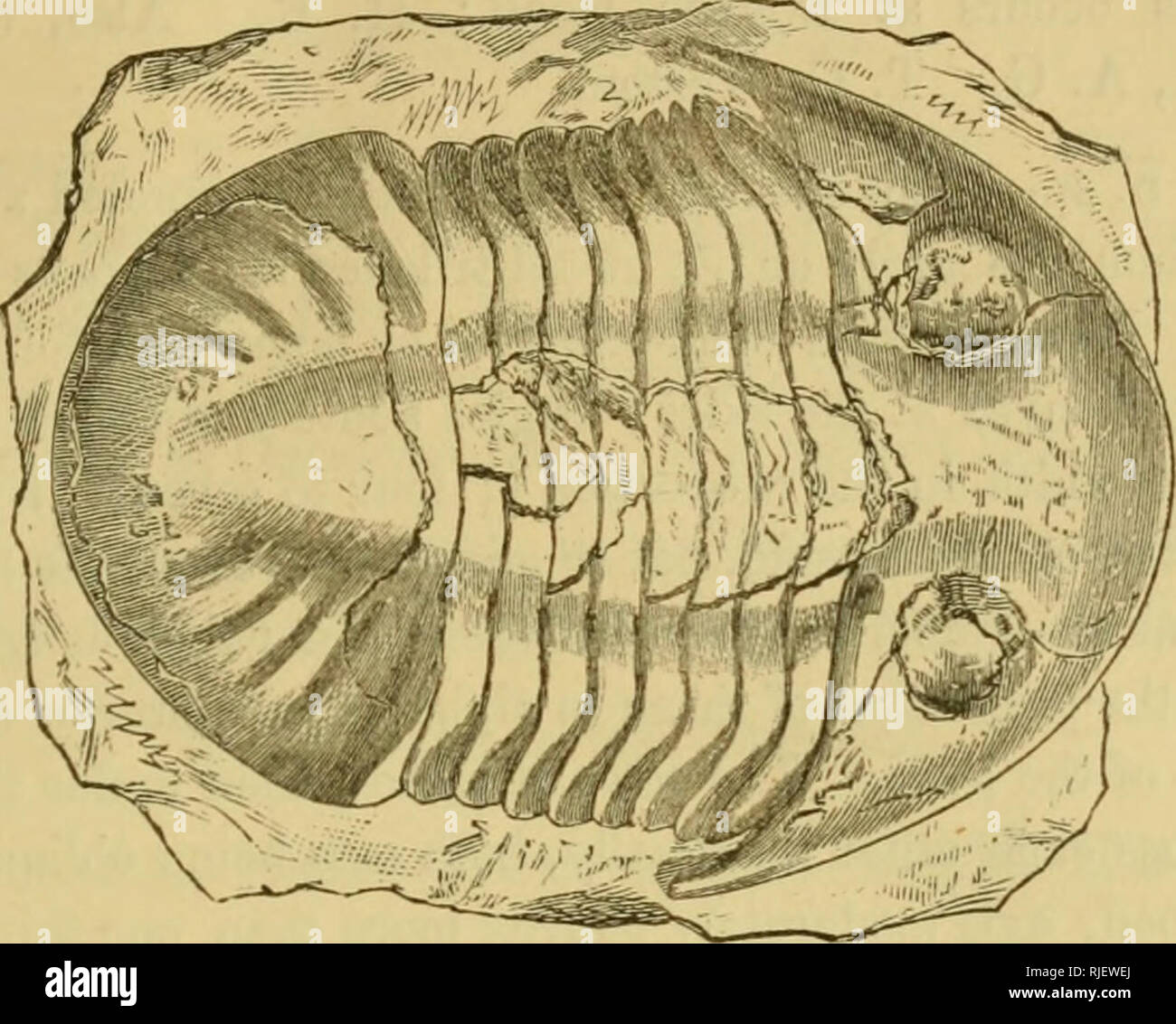 . Catalogues of the Silurian fossils of the island of Anticosti, with ...