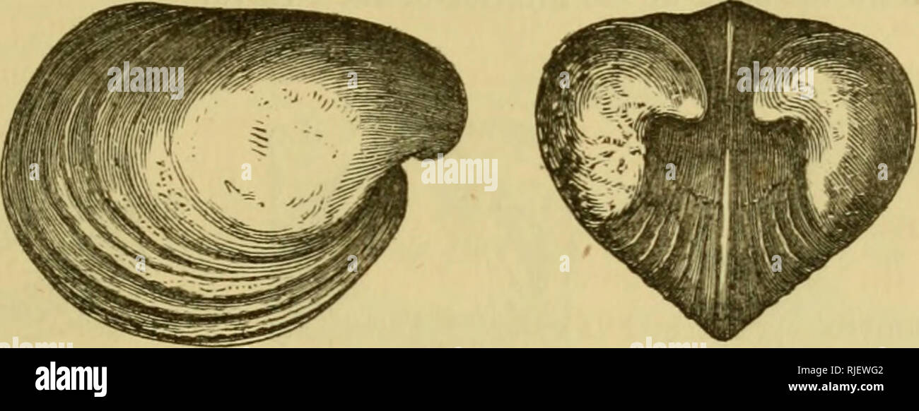 . Catalogues of the Silurian fossils of the island of Anticosti, with ...
