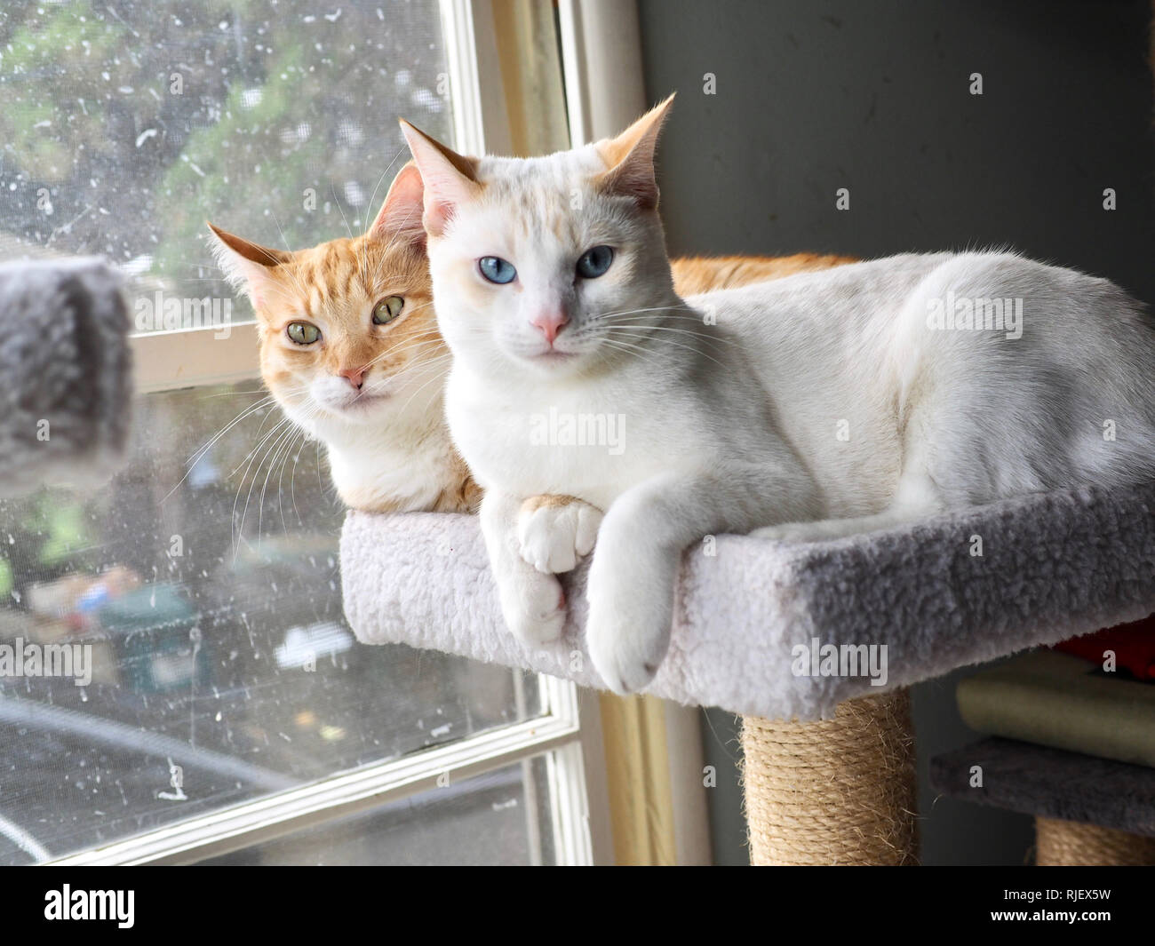 Mitzie the flame point Siamese crowding with Mika the orange tabby on ...
