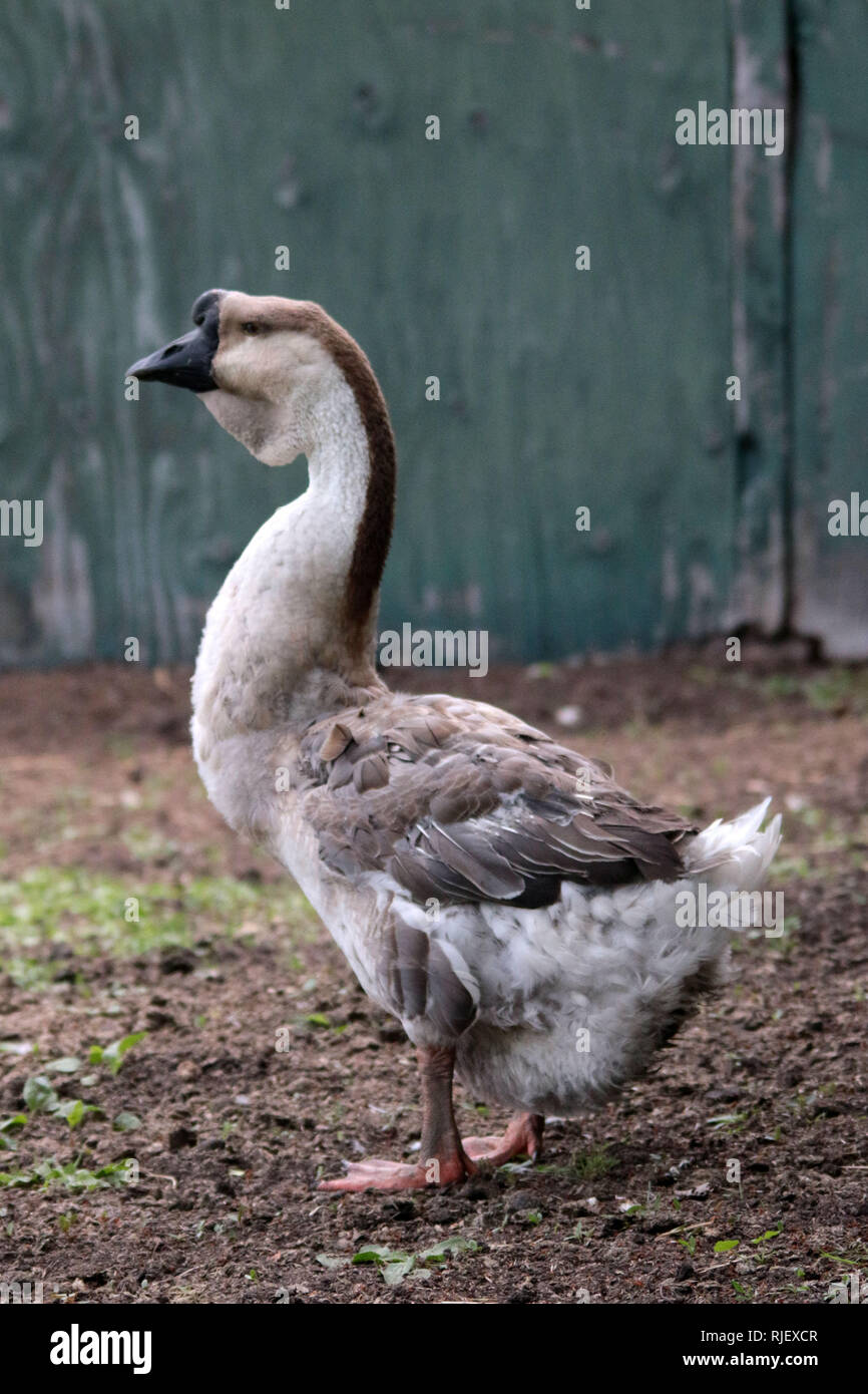 African goose on farm in Ontario Stock Photo - Alamy