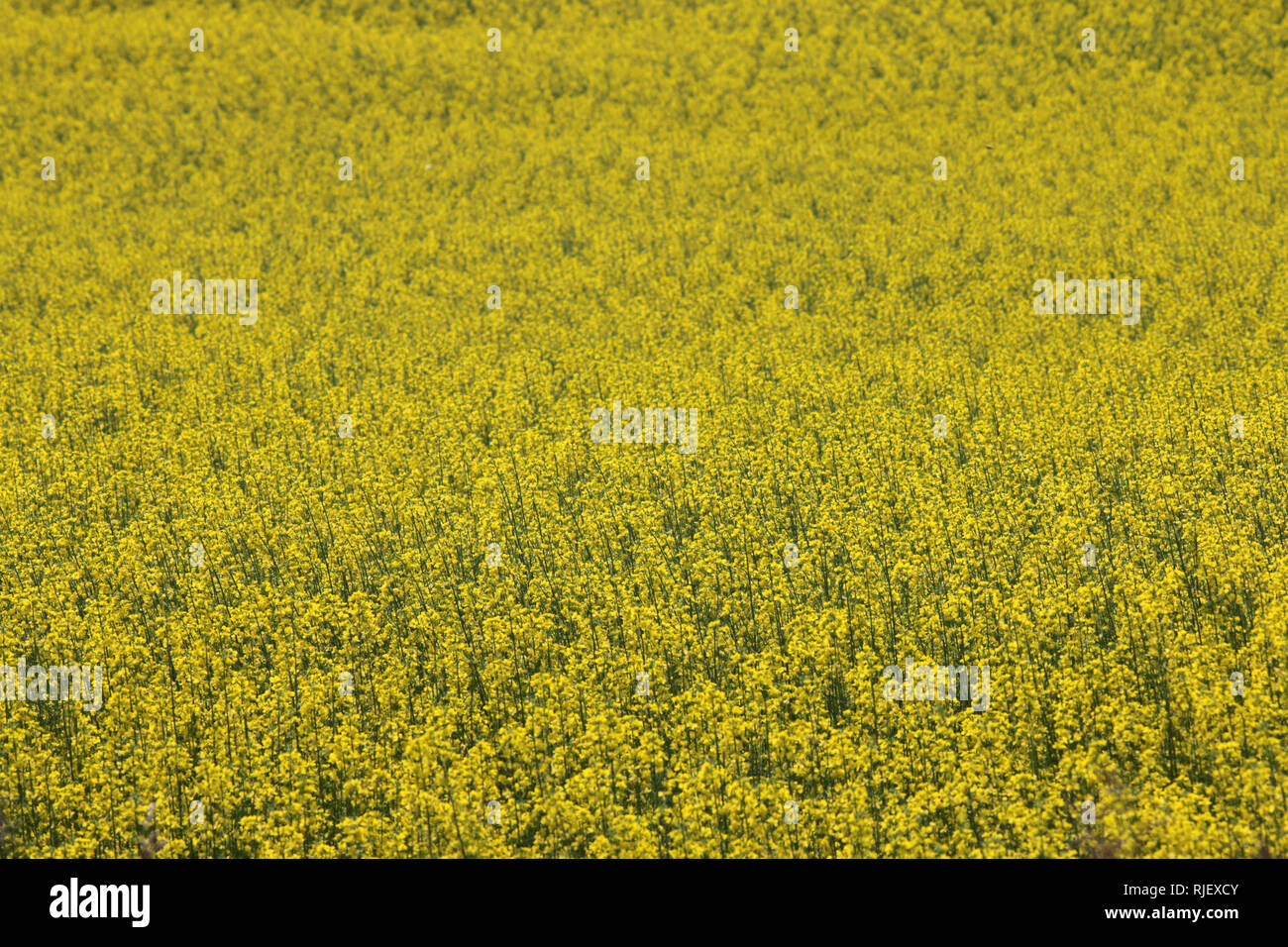 Field of canola growing on a farm Stock Photo - Alamy