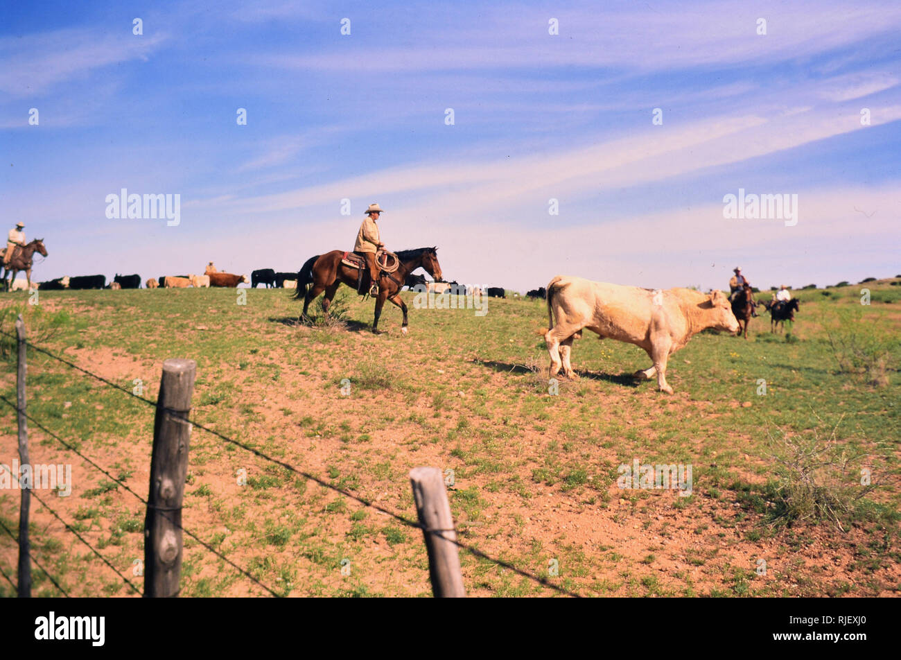 Real texas cowboys 1990s hi-res stock photography and images - Alamy