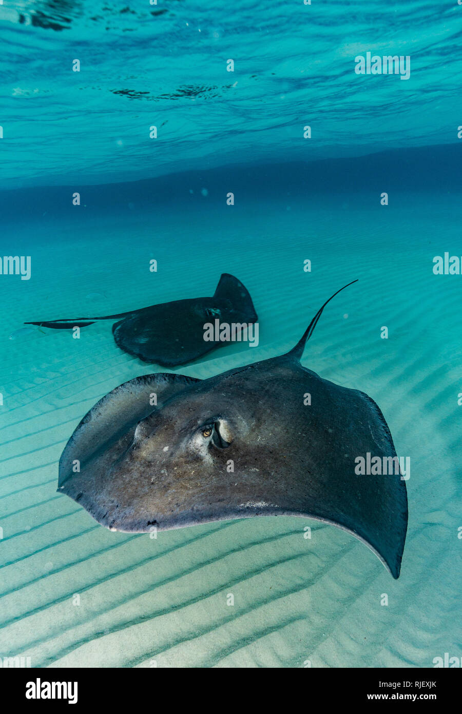 Stingrays cayman islands hi-res stock photography and images - Alamy
