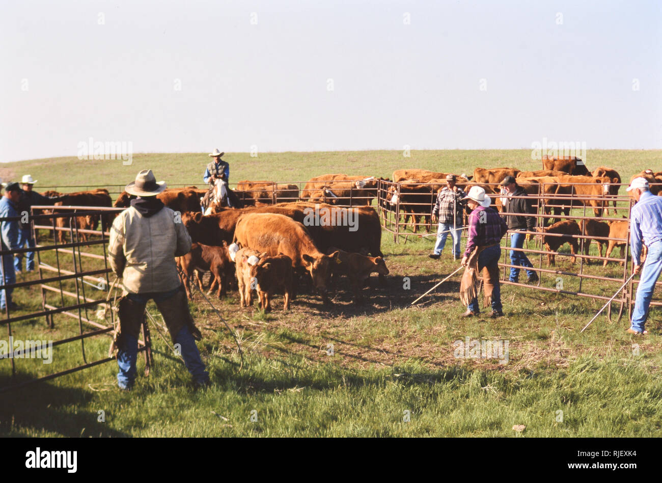 Real nebraska cowboys early 2000s hi-res stock photography and images ...
