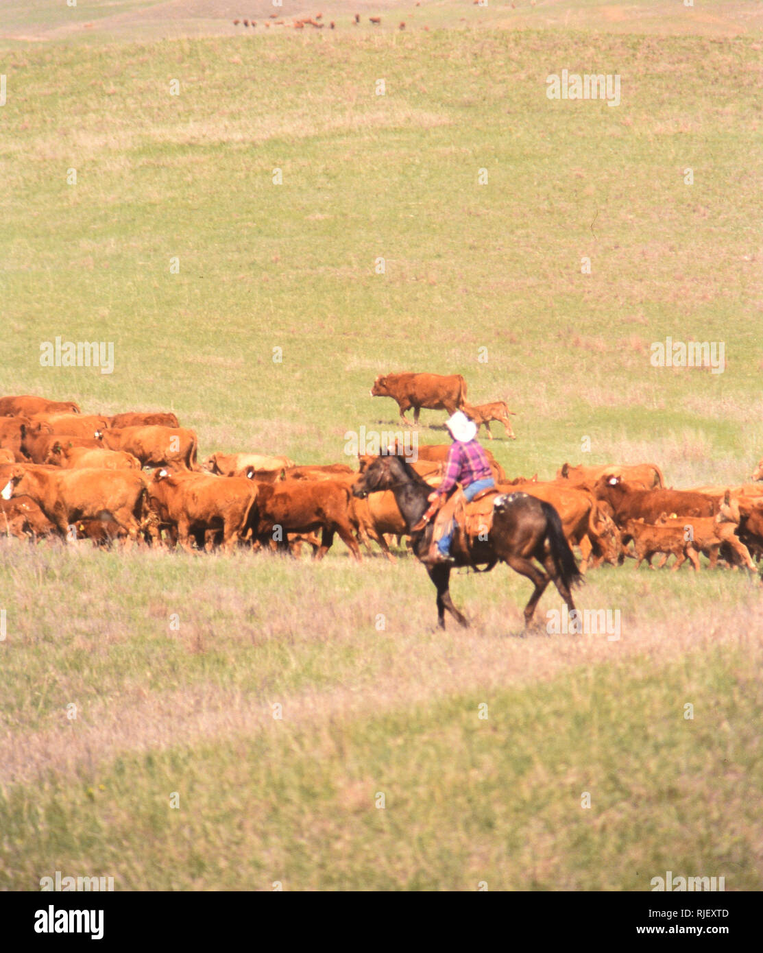 1990s Gathering Calves High Resolution Stock Photography and Images - Alamy