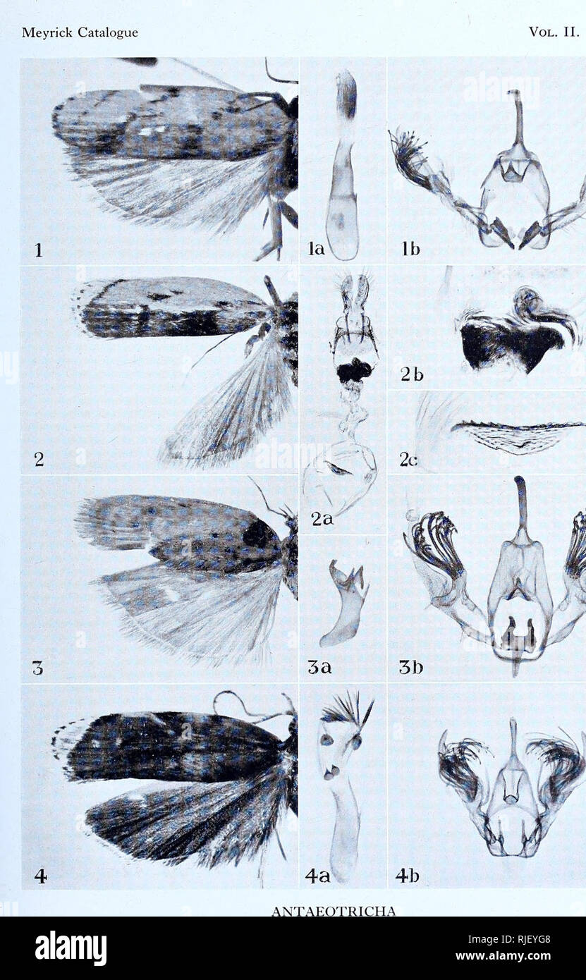 . Catalogue of the types specimens of Microlepidoptera in the British ...