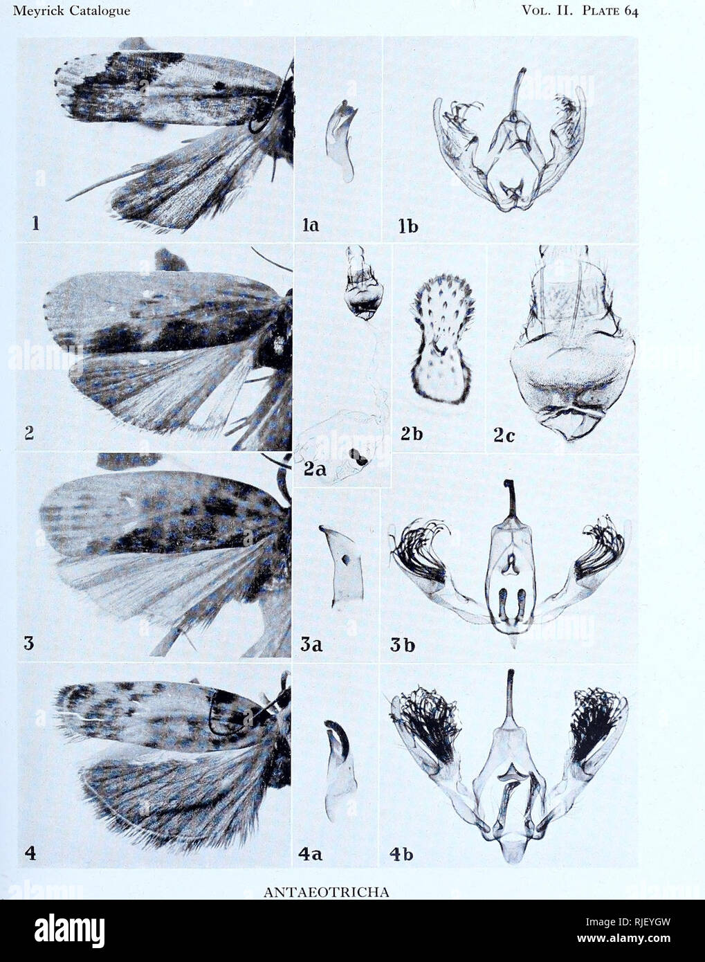 Catalogue types specimens microlepidoptera in hi-res stock photography ...