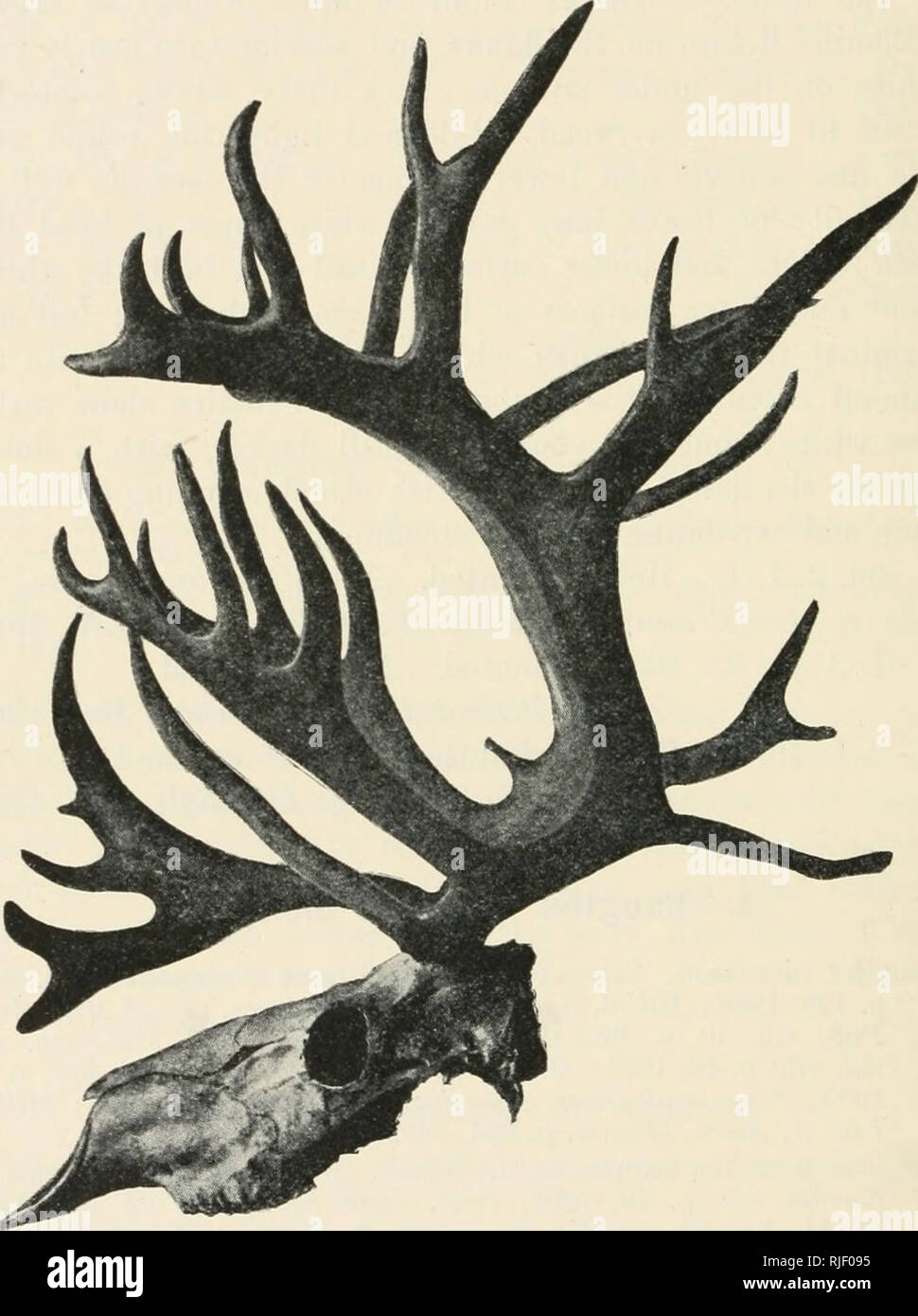 . Catalogue of the ungulate mammals in the British Museum (Natural ...
