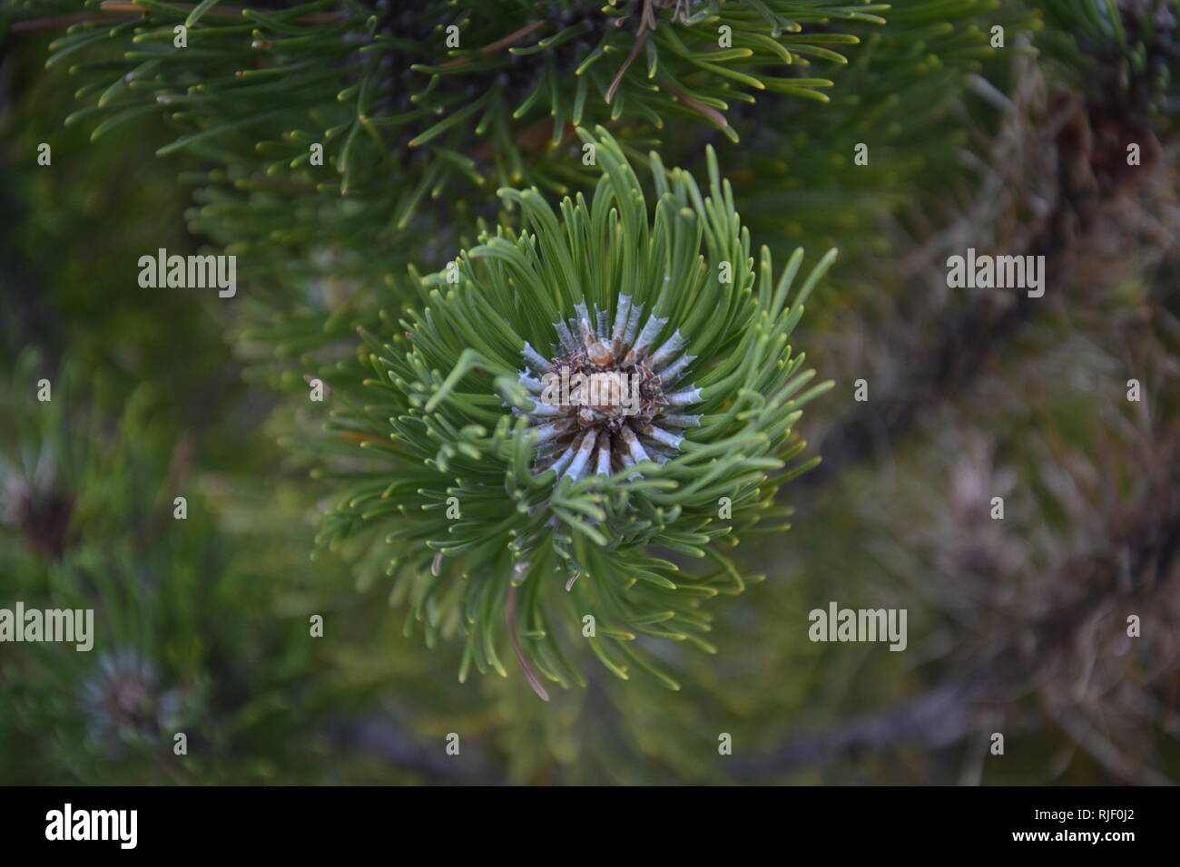 Velebit mountain croatia hi-res stock photography and images - Alamy