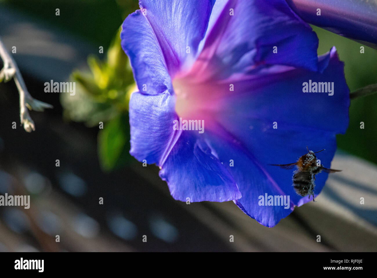 flying bee, covered with pollen from a blue morning glory Stock Photo ...