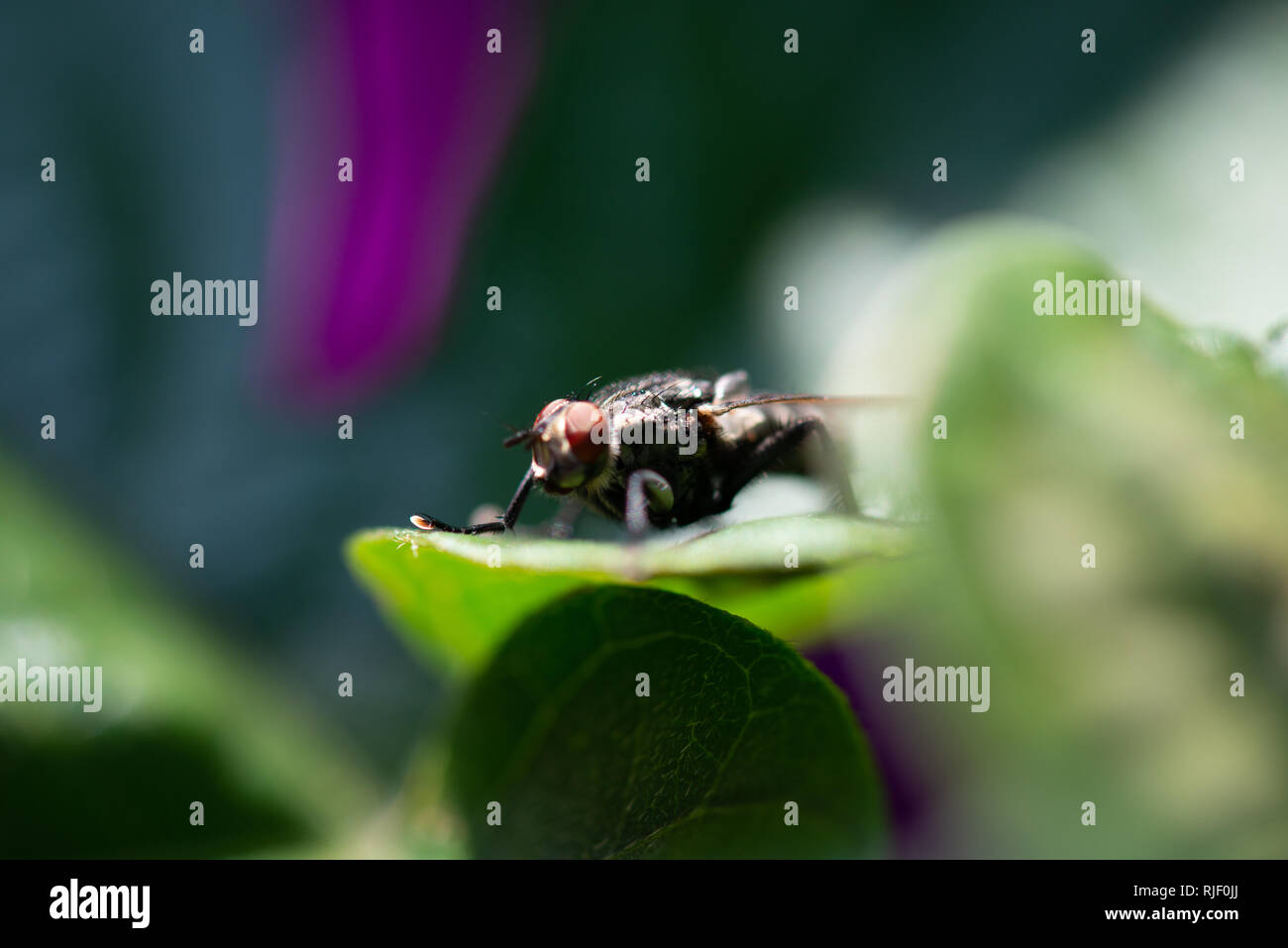 Grey flesh fly hi-res stock photography and images - Alamy