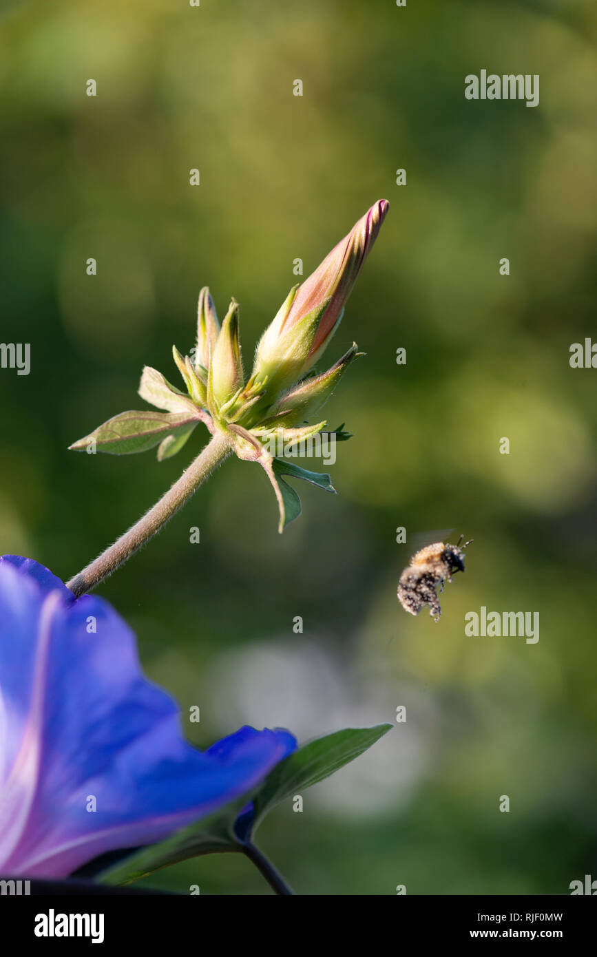 Flying membrane hi-res stock photography and images - Alamy
