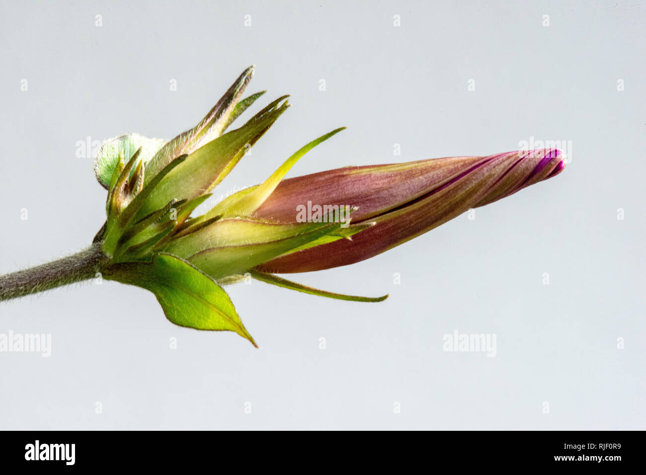 blue morning glory blooming with deep blue blossoms Stock Photo - Alamy