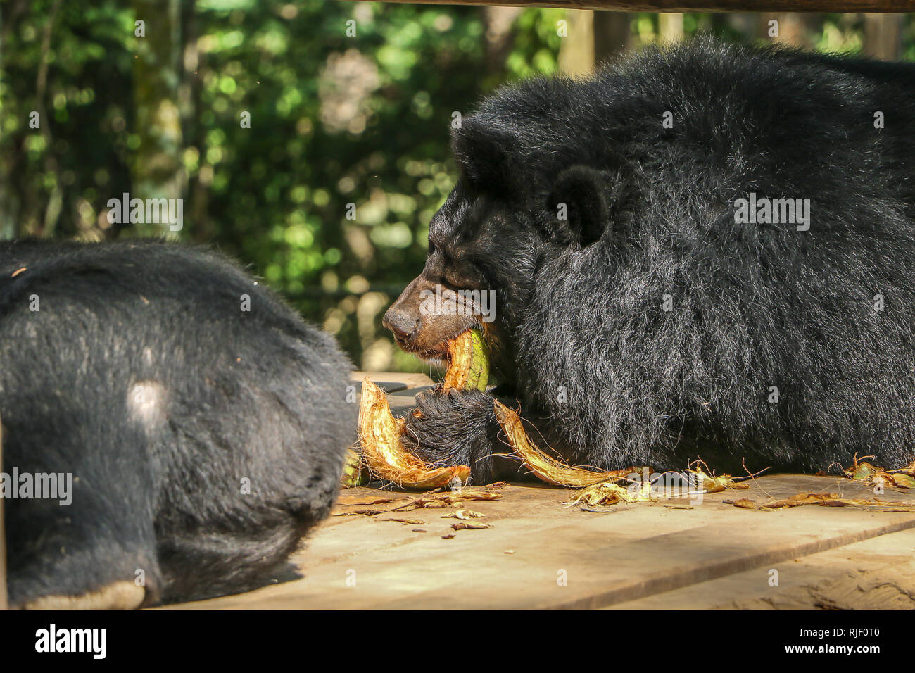 Black bears eating hi-res stock photography and images - Alamy